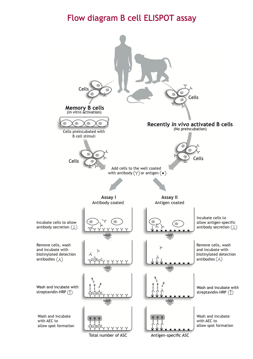 Memory B Cells
